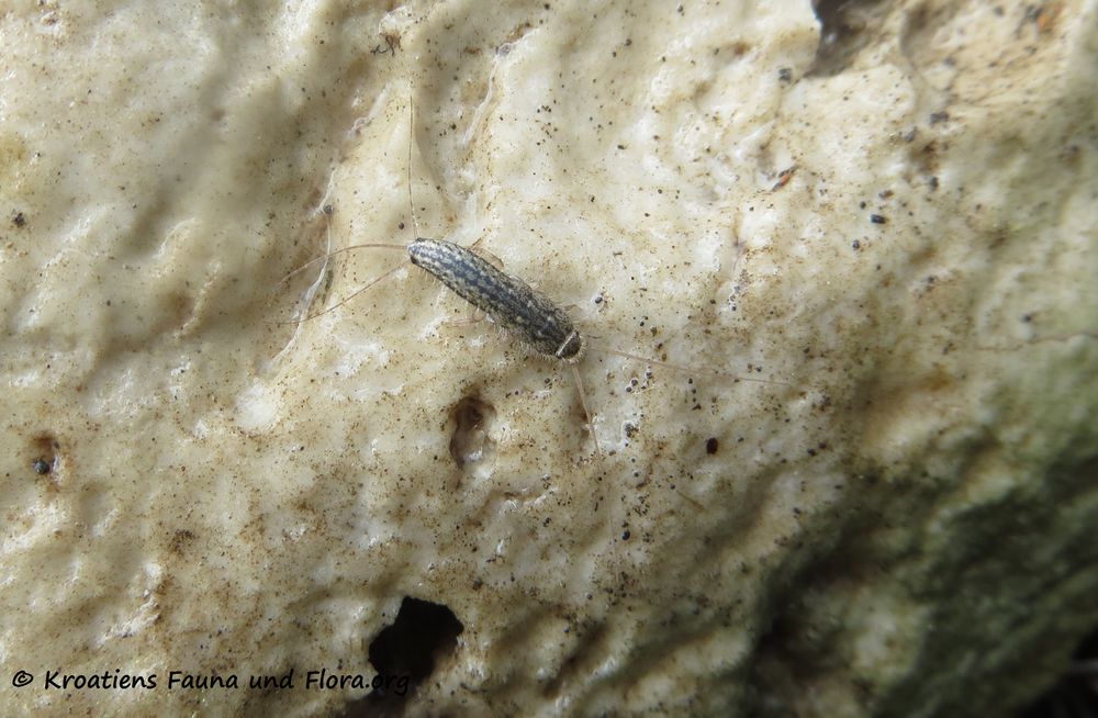 Ctenolepisma lineata Fabricius, 1775 – Kroatiens Fauna und Flora