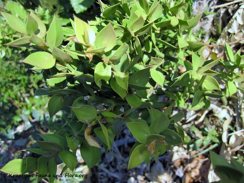 Ruscus aculeatus Linné, 1753 – Kroatiens Fauna und Flora
